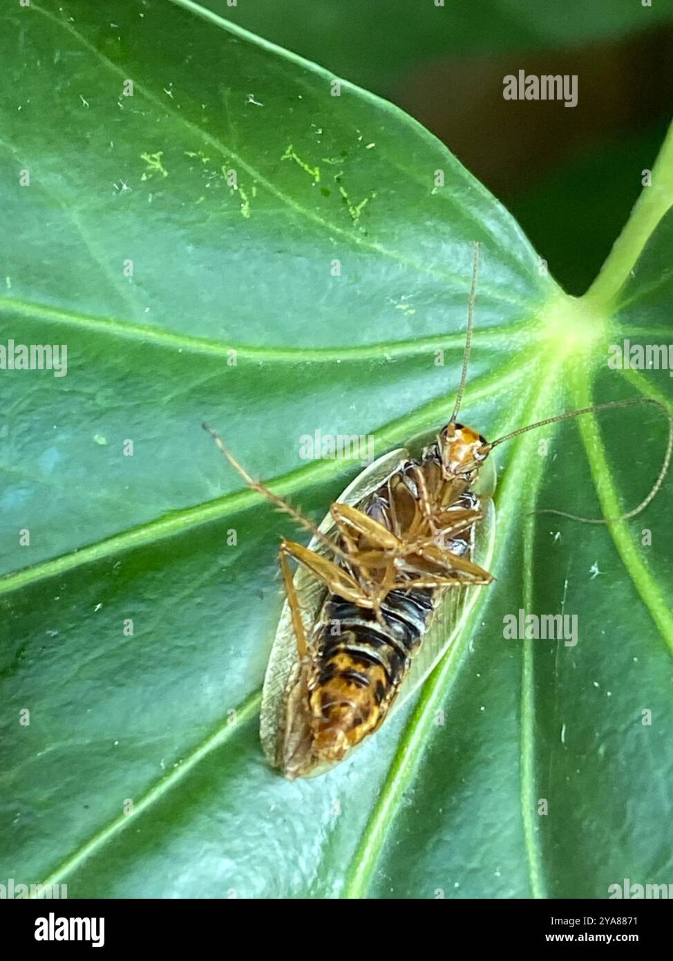 Amber Wood Cockroach (Ectobius vittiventris) Insecta Stock Photo - Alamy