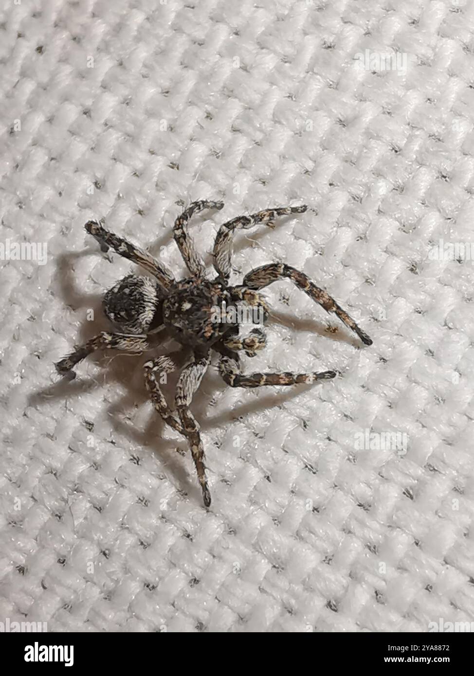 Downy jumping spider (Attulus pubescens) Arachnida Stock Photo - Alamy