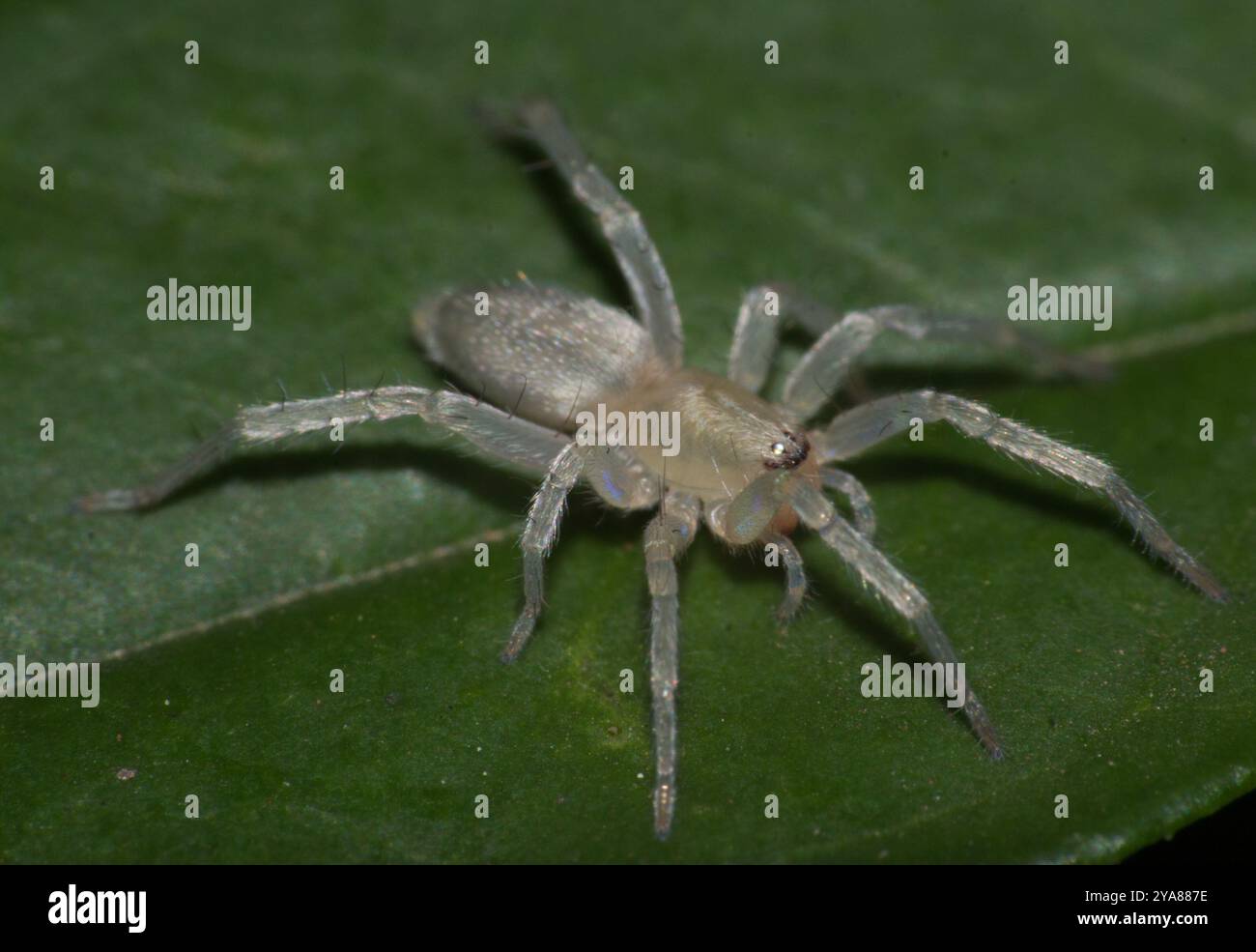 Ghost Spiders (Anyphaenidae) Arachnida Stock Photo - Alamy