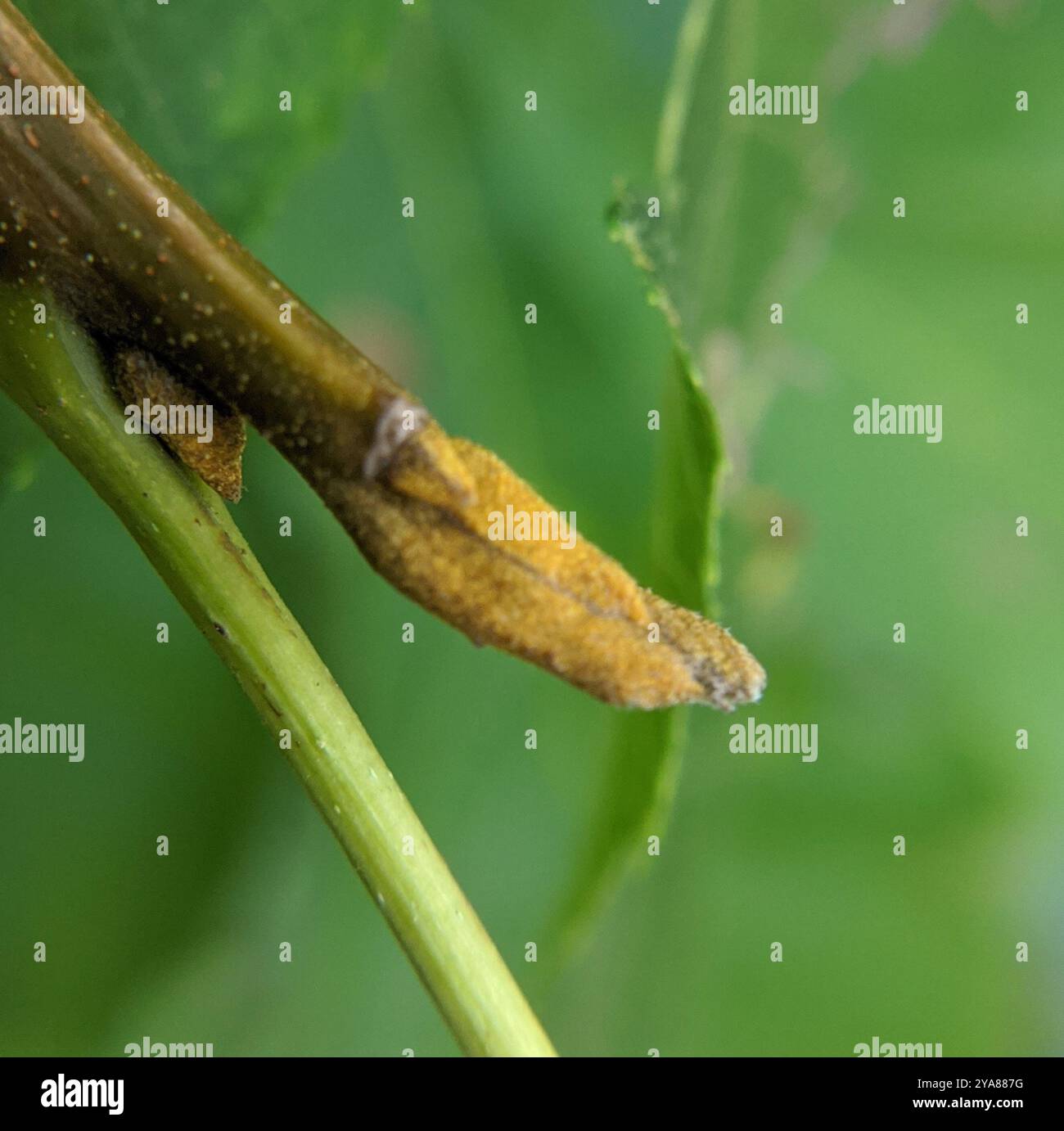 bitternut hickory (Carya cordiformis) Plantae Stock Photo - Alamy