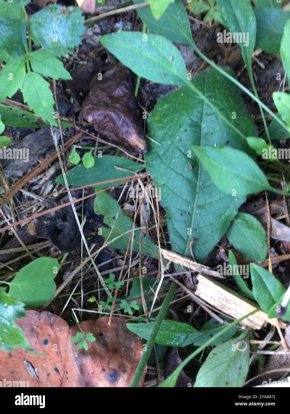 common elephant's-foot (Elephantopus tomentosus) Plantae Stock Photo ...
