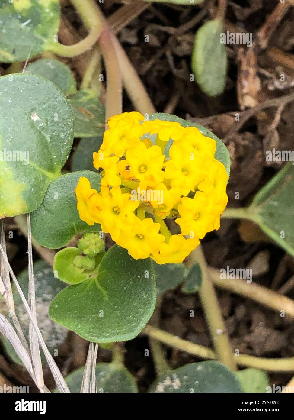 Yellow Sand Verbena (Abronia latifolia) Plantae Stock Photo - Alamy