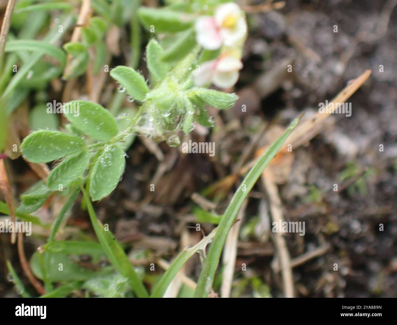 Bird's-foot (Ornithopus perpusillus) Plantae Stock Photo - Alamy