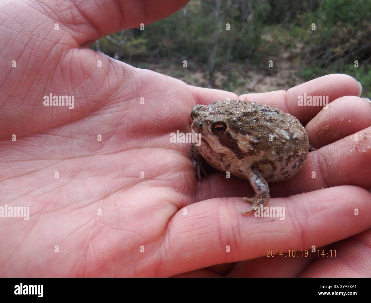 Common Rain Frog (Breviceps adspersus) Amphibia Stock Photo - Alamy