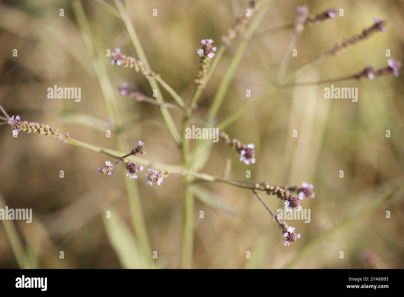 Seashore vervain (Verbena litoralis) Plantae Stock Photo - Alamy