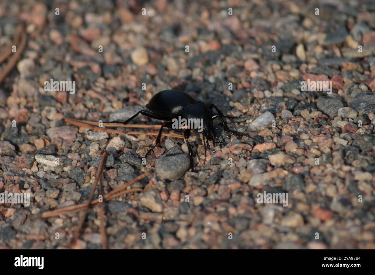 smooth ground beetle (Carabus glabratus) Insecta Stock Photo - Alamy