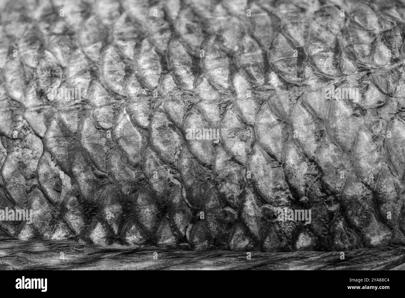Tilapia fish (Oreochromis niloticus) skin nd scales close up Stock ...