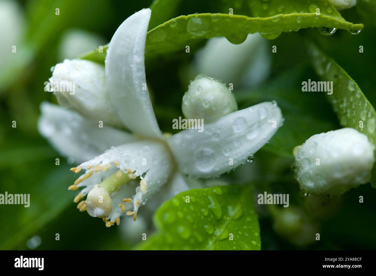 orange tree under the rain in winter Stock Photo - Alamy