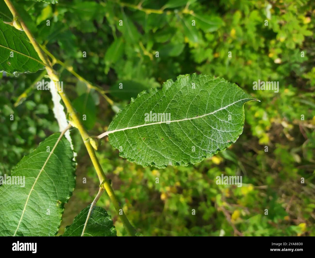 goat willow (Salix caprea) Plantae Stock Photo - Alamy