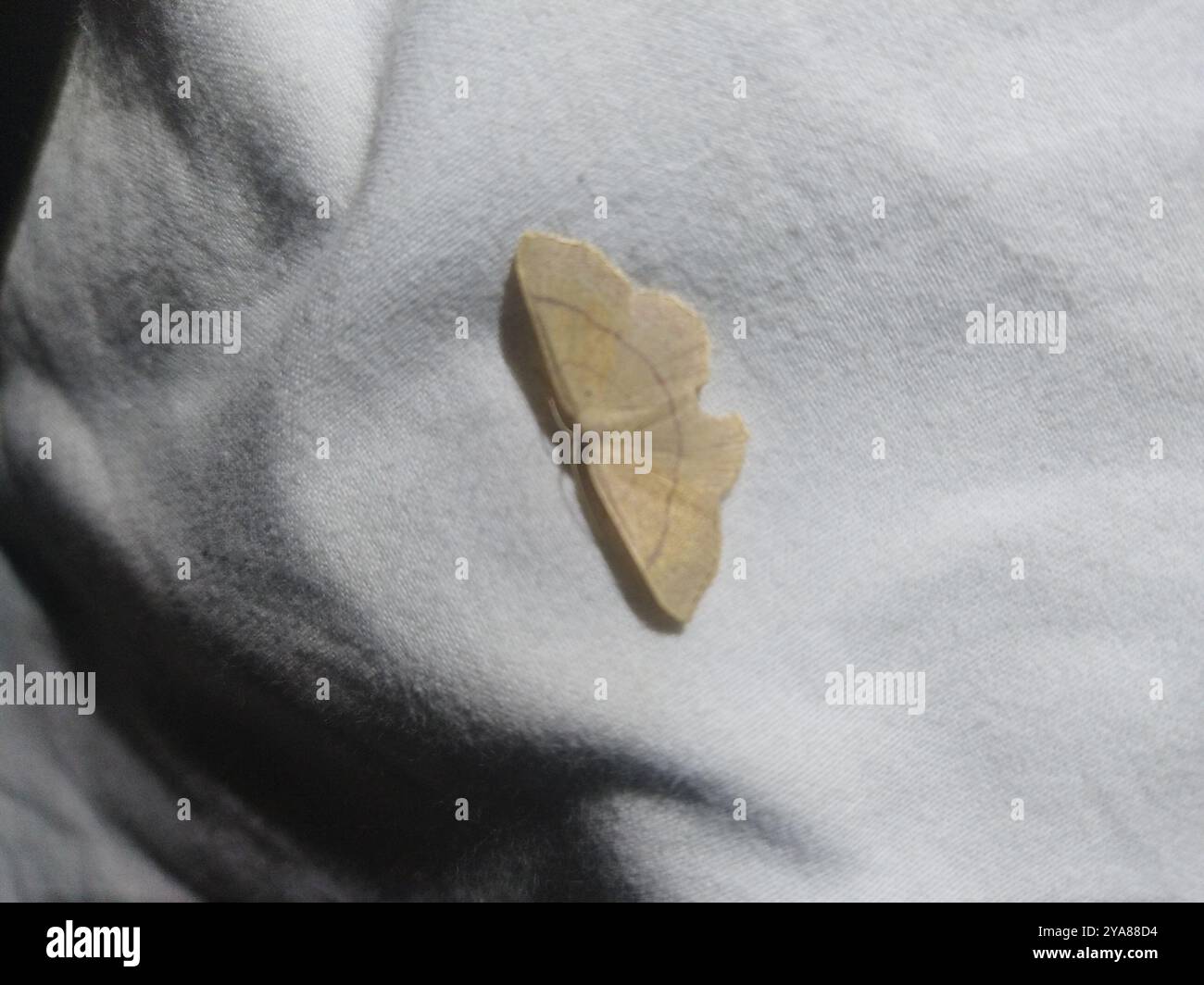 Mochas (Cyclophora) Insecta Stock Photo - Alamy