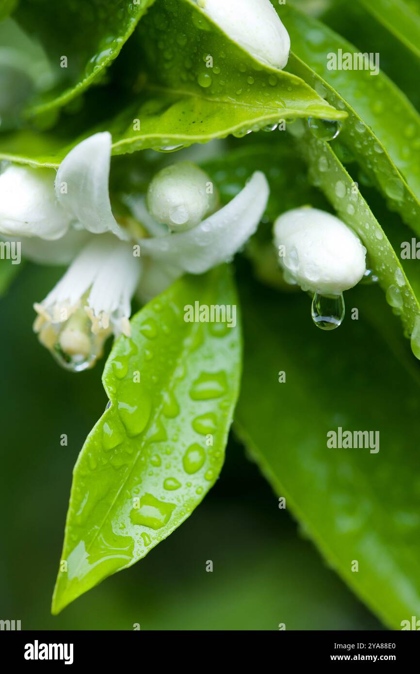 orange tree under the rain in winter Stock Photo - Alamy