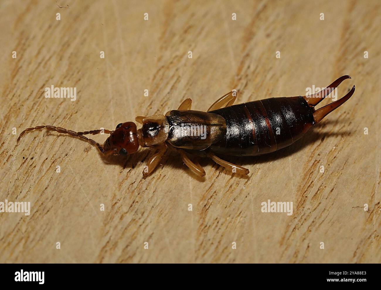 European Earwig Complex (Forficula auricularia) Insecta Stock Photo - Alamy