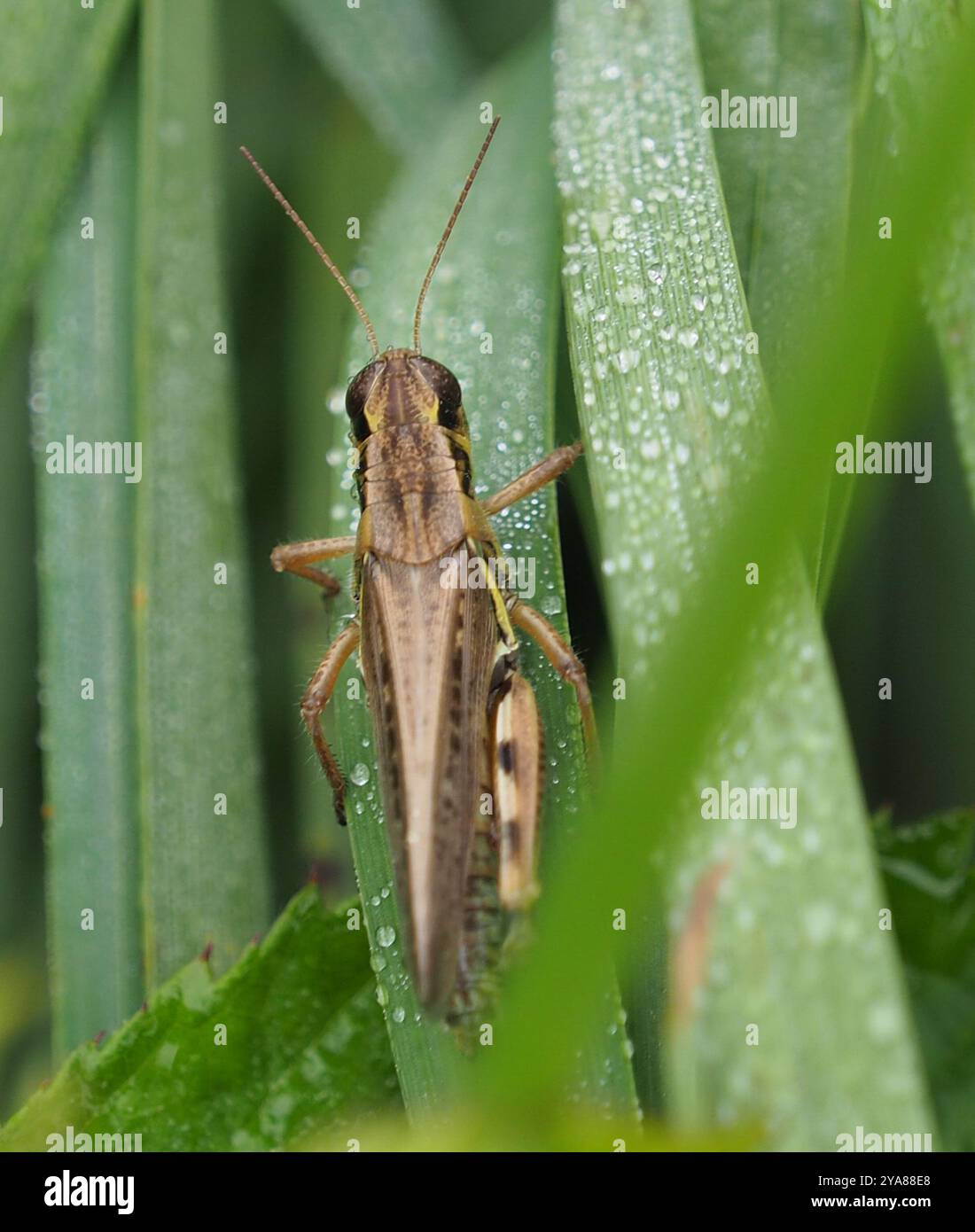 Red-legged Grasshopper (Melanoplus femurrubrum) Insecta Stock Photo - Alamy