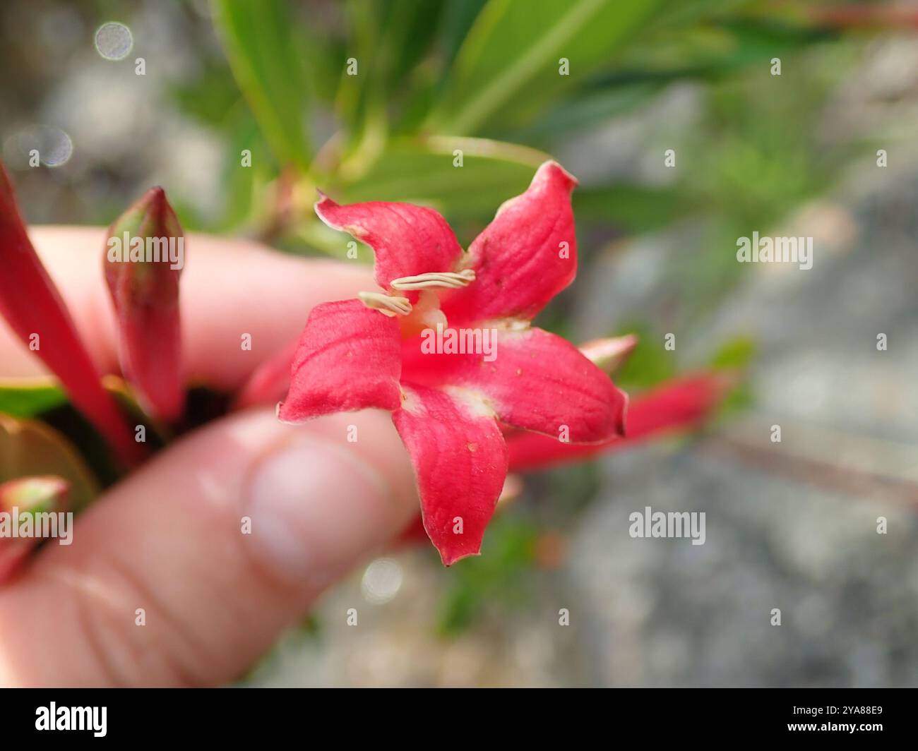 (Augusta longifolia) Plantae Stock Photo - Alamy