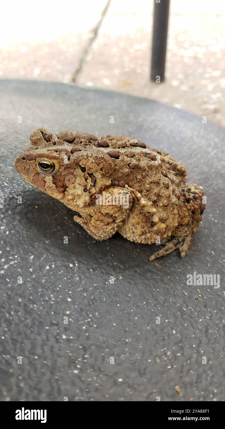 Eastern American Toad (Anaxyrus americanus americanus) Amphibia Stock ...