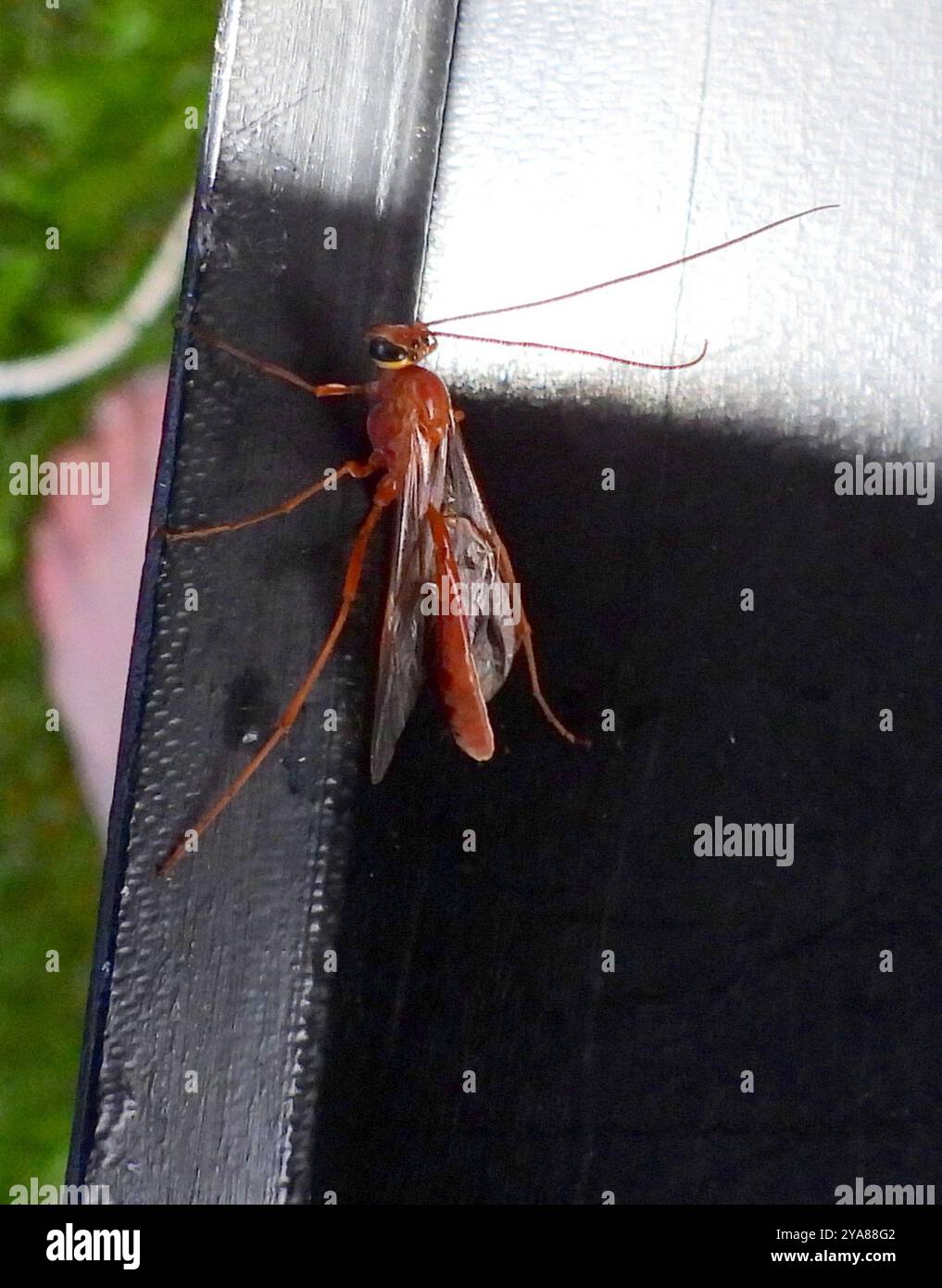 Short-tailed Ichneumonid Wasps (Ophioninae) Insecta Stock Photo - Alamy