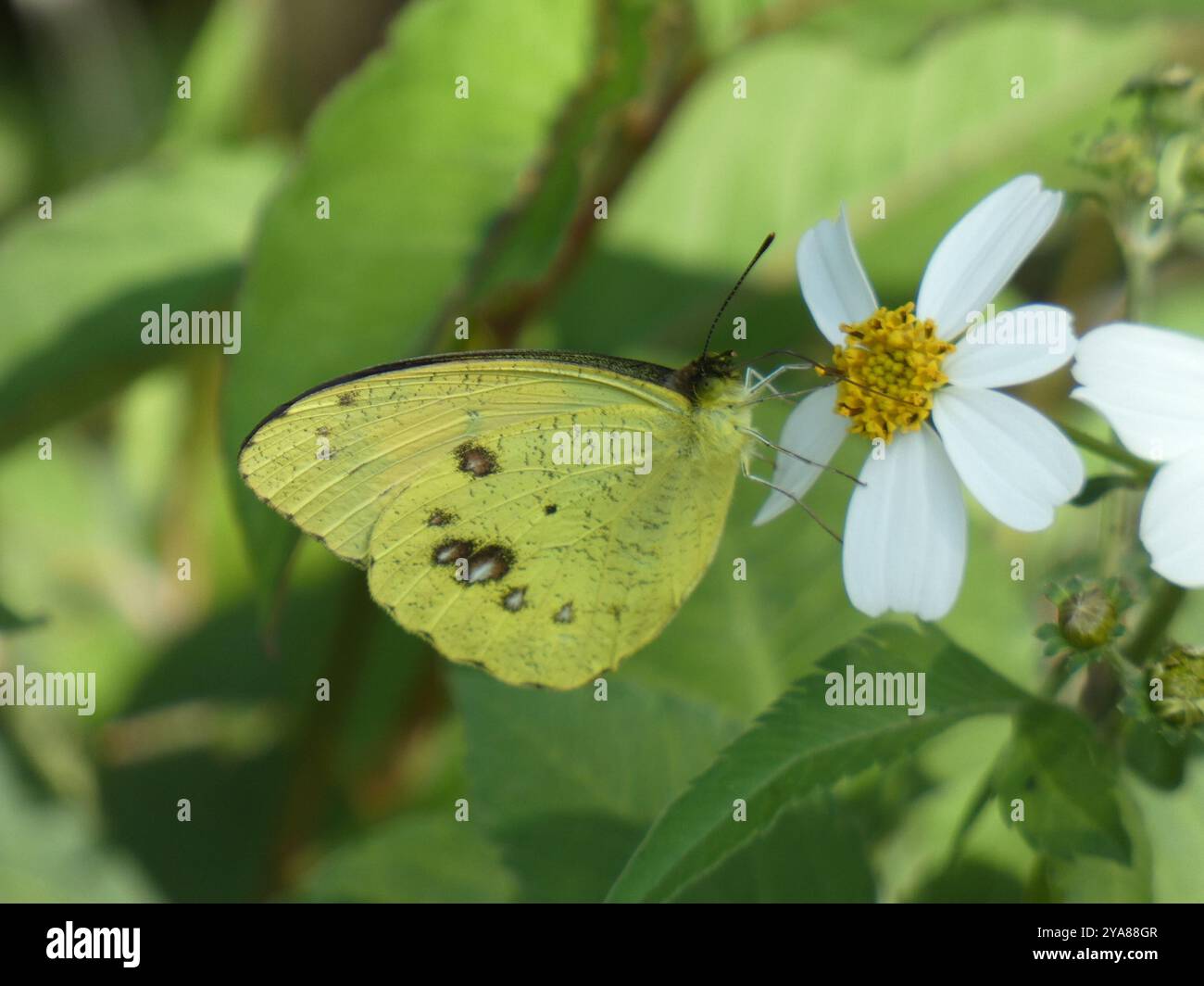 Ixias pyrene hi-res stock photography and images - Alamy