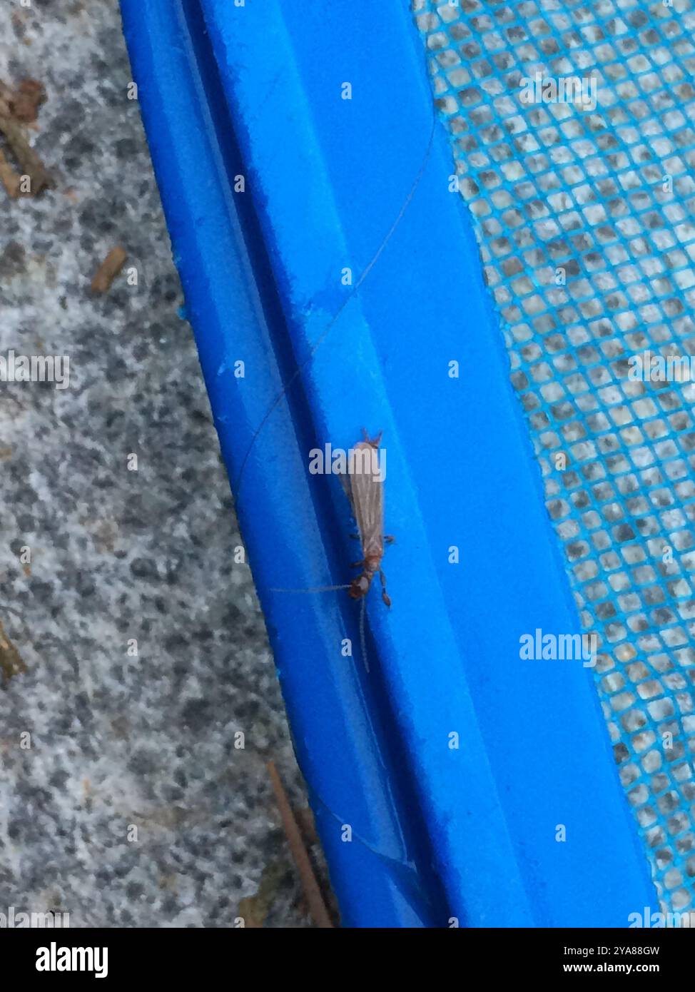 Webspinners (Embioptera) Insecta Stock Photo - Alamy