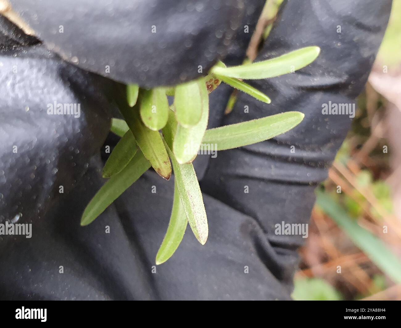 Tree Hebe (Veronica parviflora) Plantae Stock Photo - Alamy