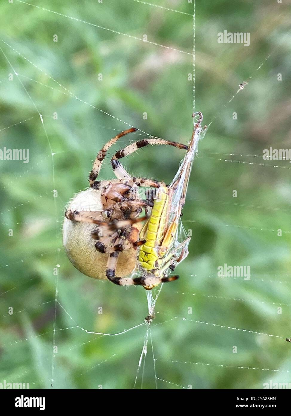Four-spot Orbweaver (Araneus quadratus) Arachnida Stock Photo - Alamy