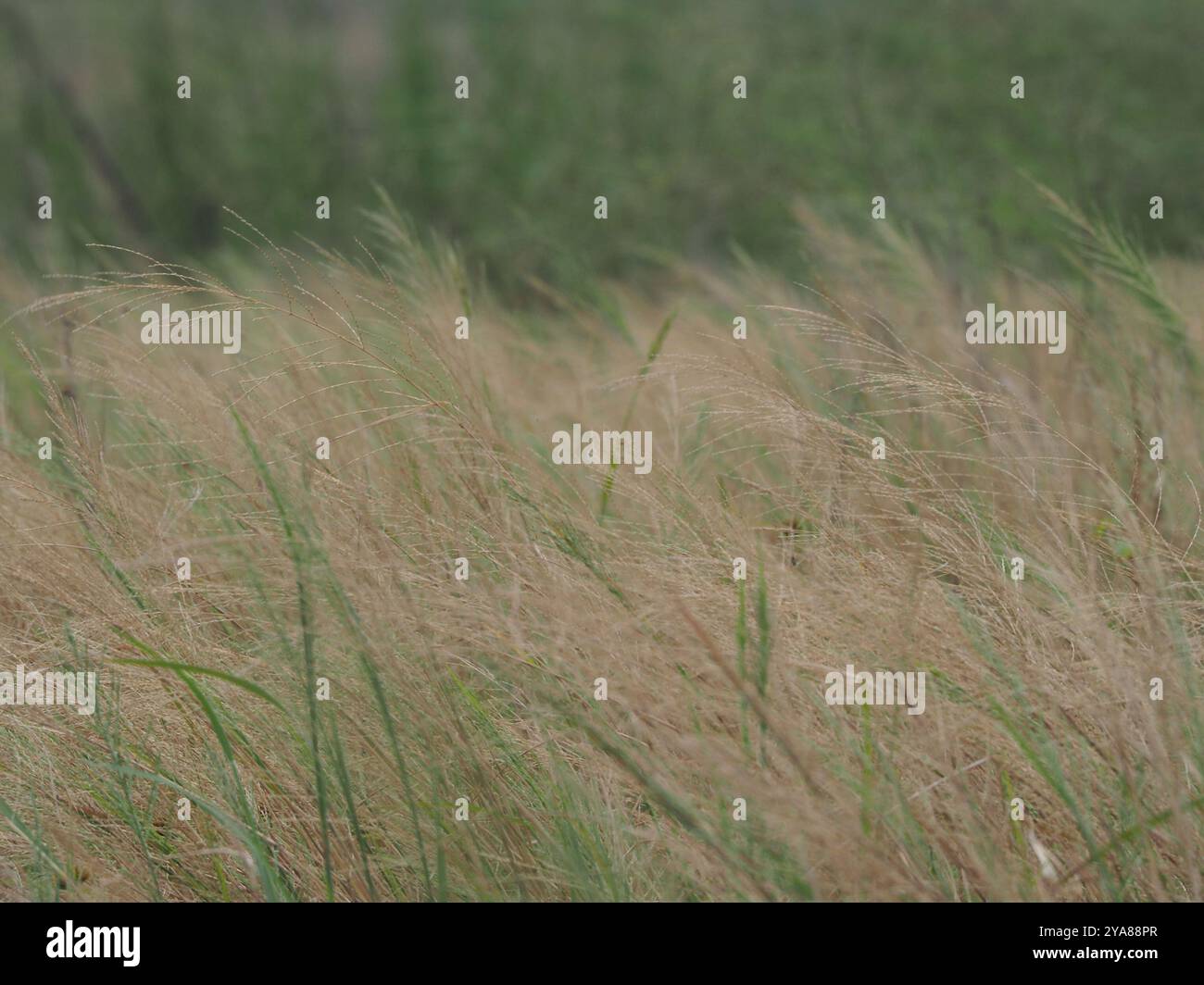 sprangletop (Diplachne fusca) Plantae Stock Photo - Alamy