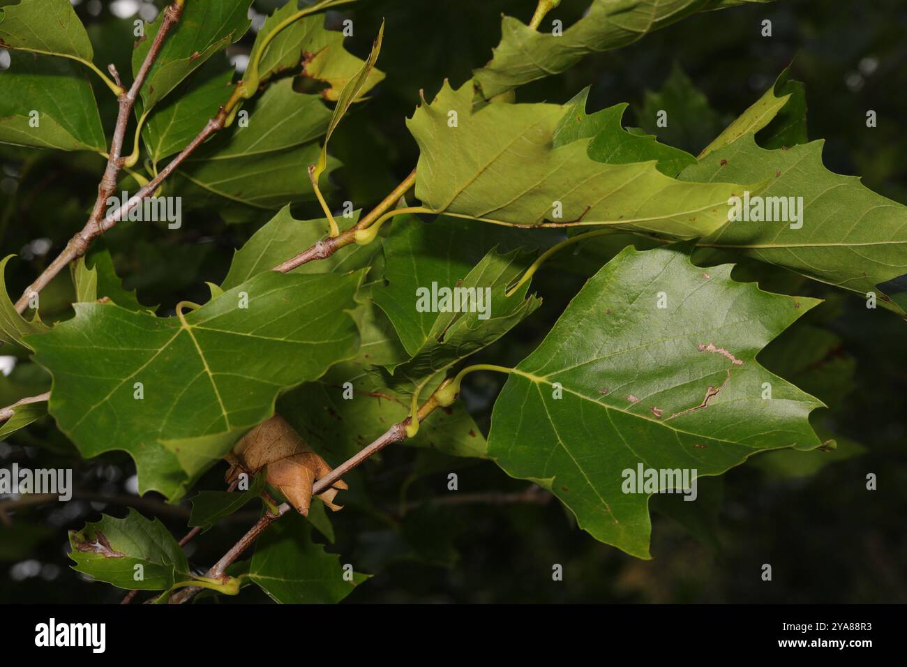 London Plane (Platanus × hispanica) Plantae Stock Photo - Alamy