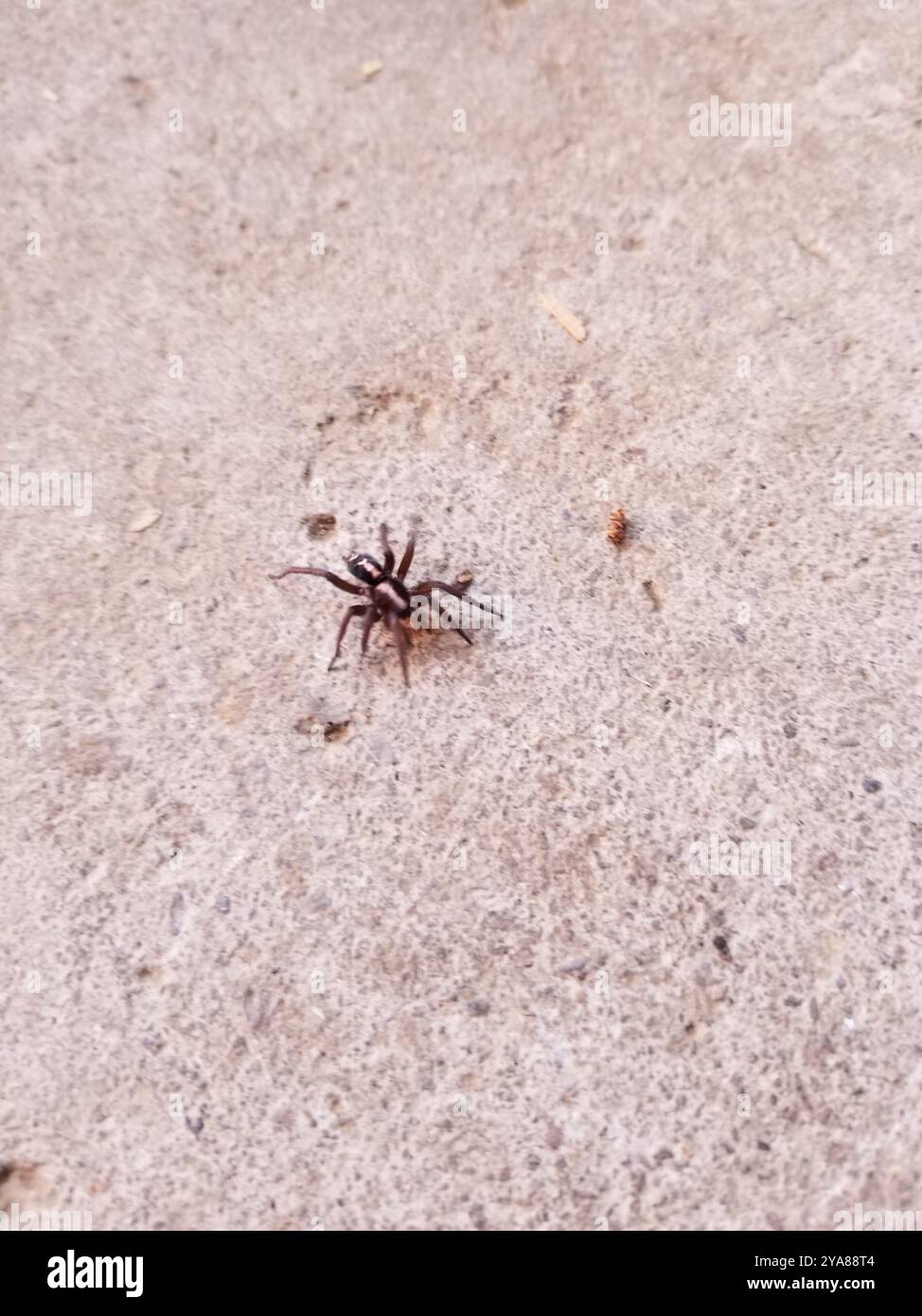 Western Parson Spider (Herpyllus propinquus) Arachnida Stock Photo - Alamy