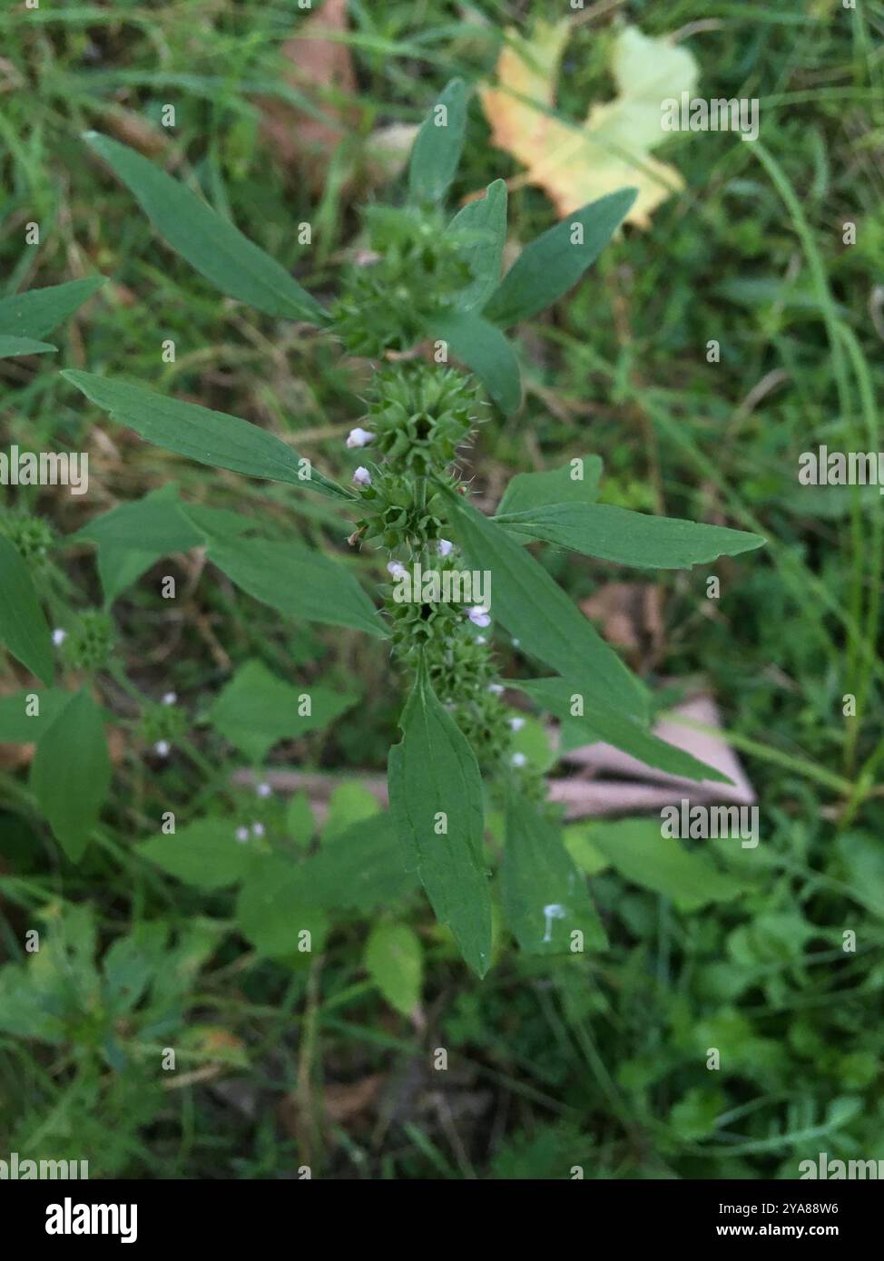 False Motherwort (Chaiturus marrubiastrum) Plantae Stock Photo - Alamy