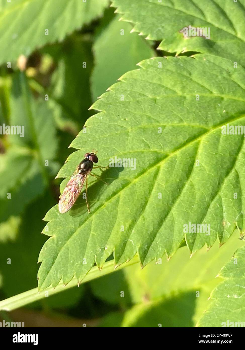 Variable Duskyface Fly (Melanostoma mellinum) Insecta Stock Photo - Alamy