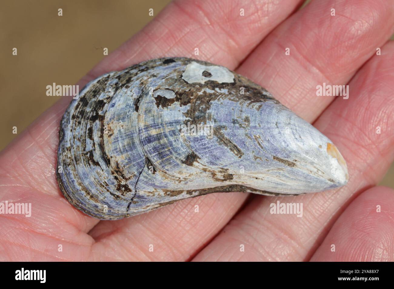 Blue Mussel (Mytilus edulis) Mollusca Stock Photo - Alamy