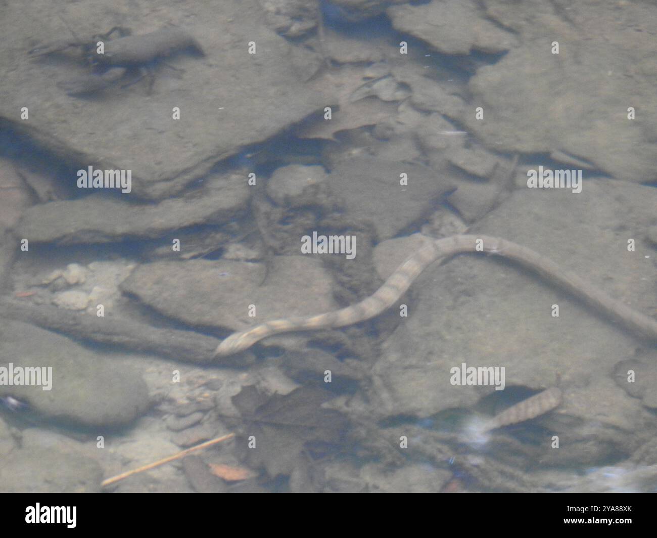 Northern Watersnake (Nerodia sipedon sipedon) Reptilia Stock Photo - Alamy