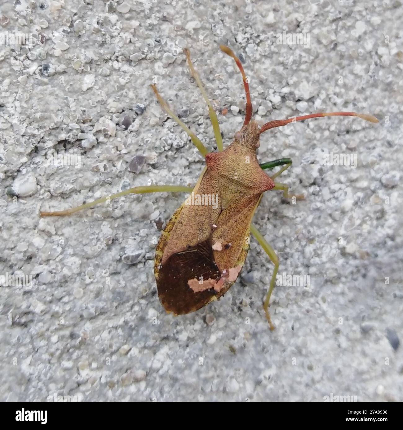 Box Bug (Gonocerus acuteangulatus) Insecta Stock Photo - Alamy