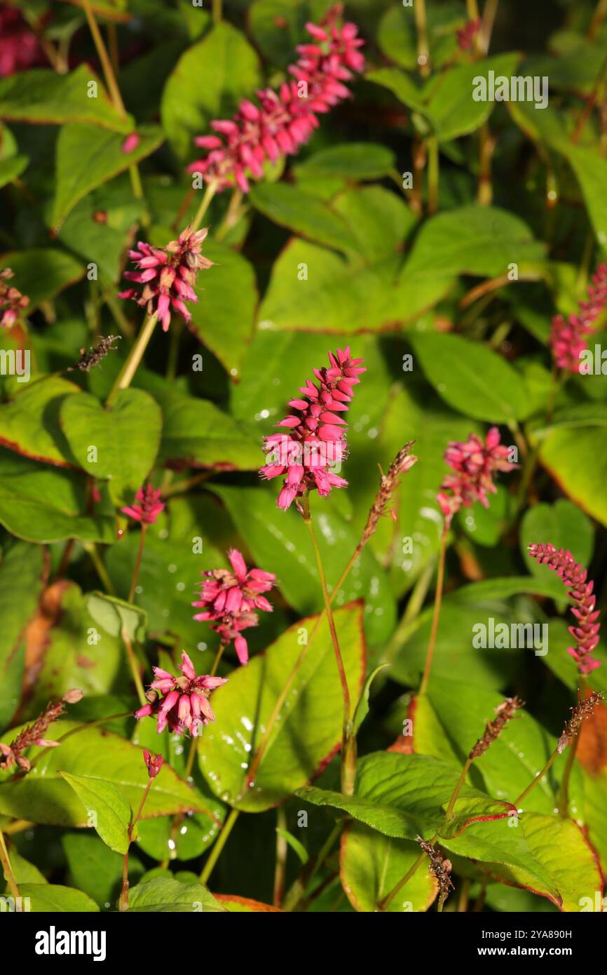 red bistort (Bistorta amplexicaulis) Plantae Stock Photo - Alamy