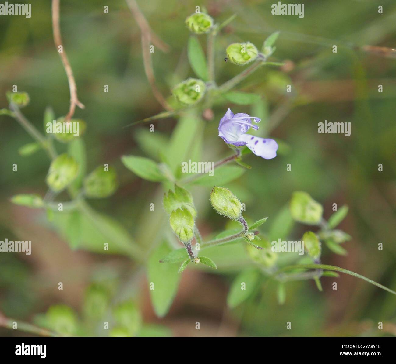Blue Curls (Trichostema dichotomum) Plantae Stock Photo - Alamy