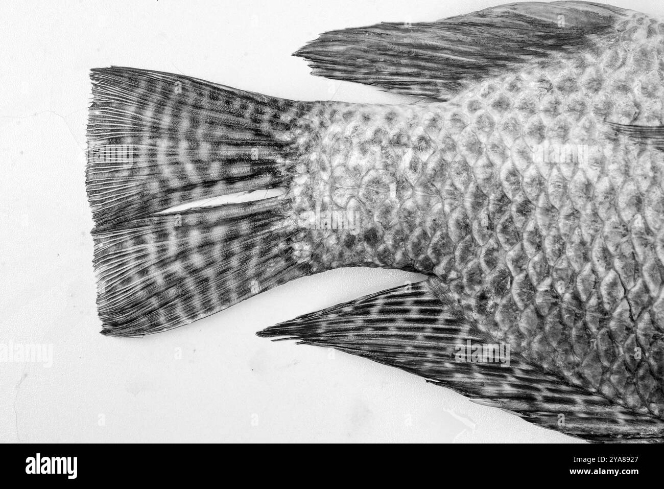 Tilapia fish (Oreochromis niloticus) tail close up Stock Photo - Alamy