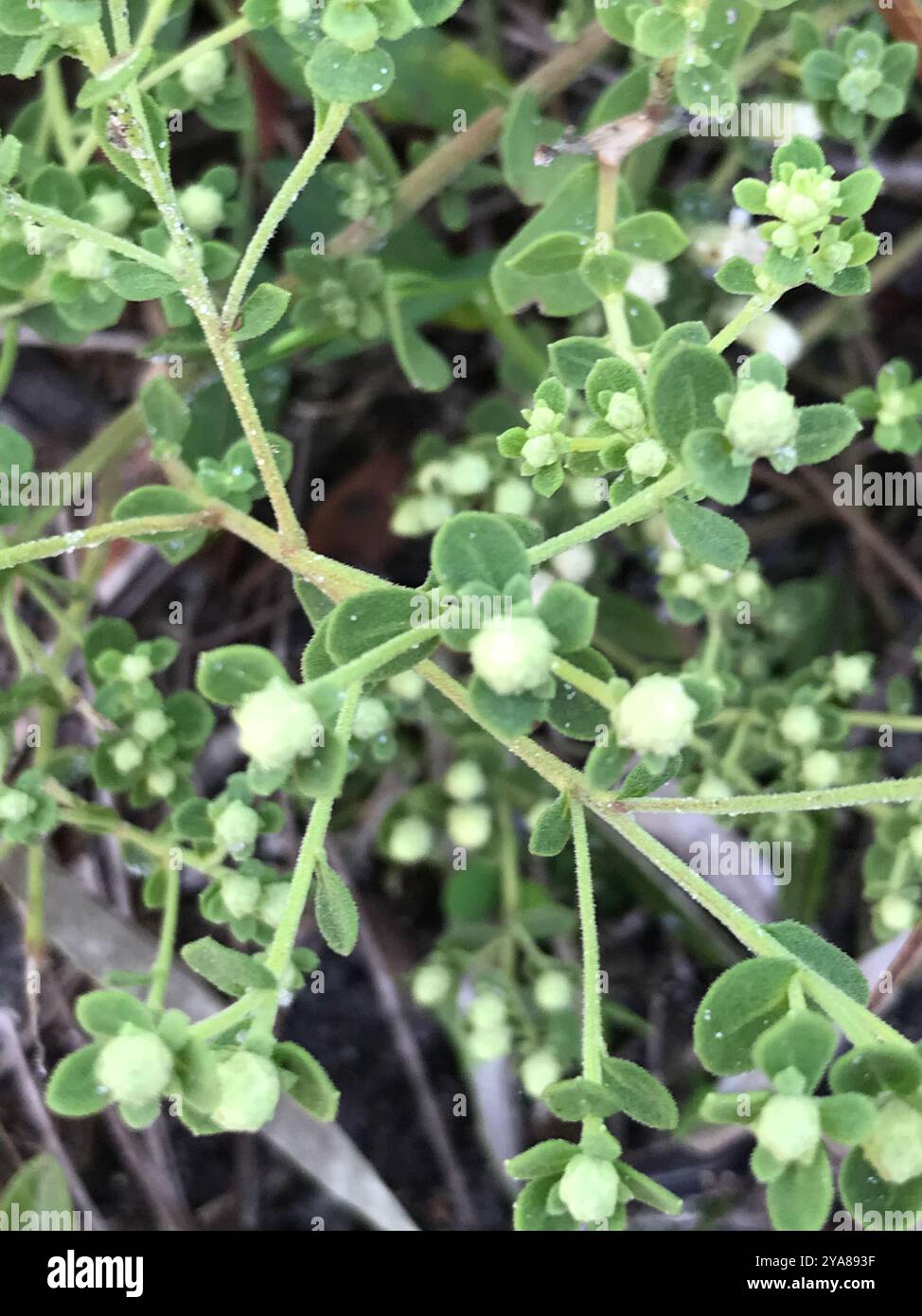 Dixie aster (Sericocarpus tortifolius) Plantae Stock Photo - Alamy