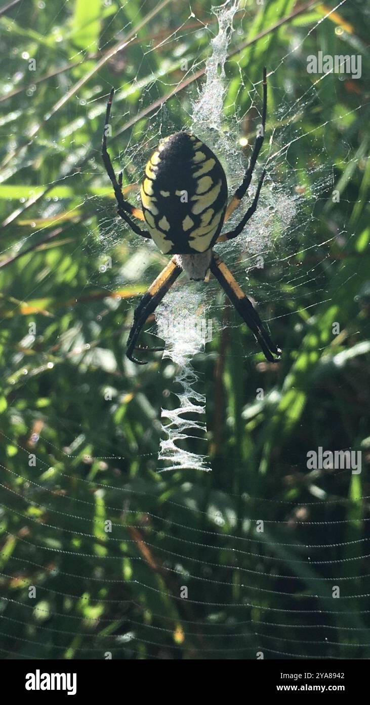 Yellow Garden Spider (Argiope aurantia) Arachnida Stock Photo - Alamy