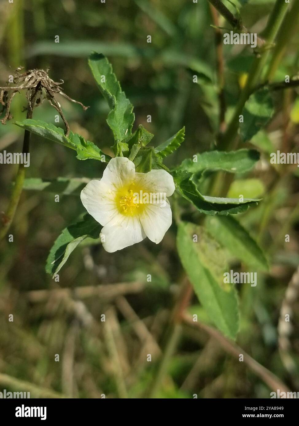Cuban jute (Sida rhombifolia) Plantae Stock Photo - Alamy