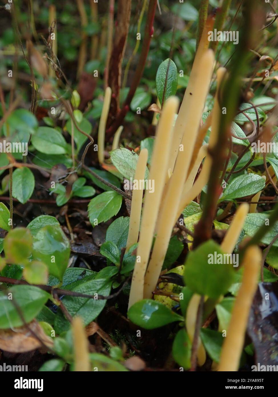 antler and spindle fungi (Clavariaceae) Fungi Stock Photo - Alamy