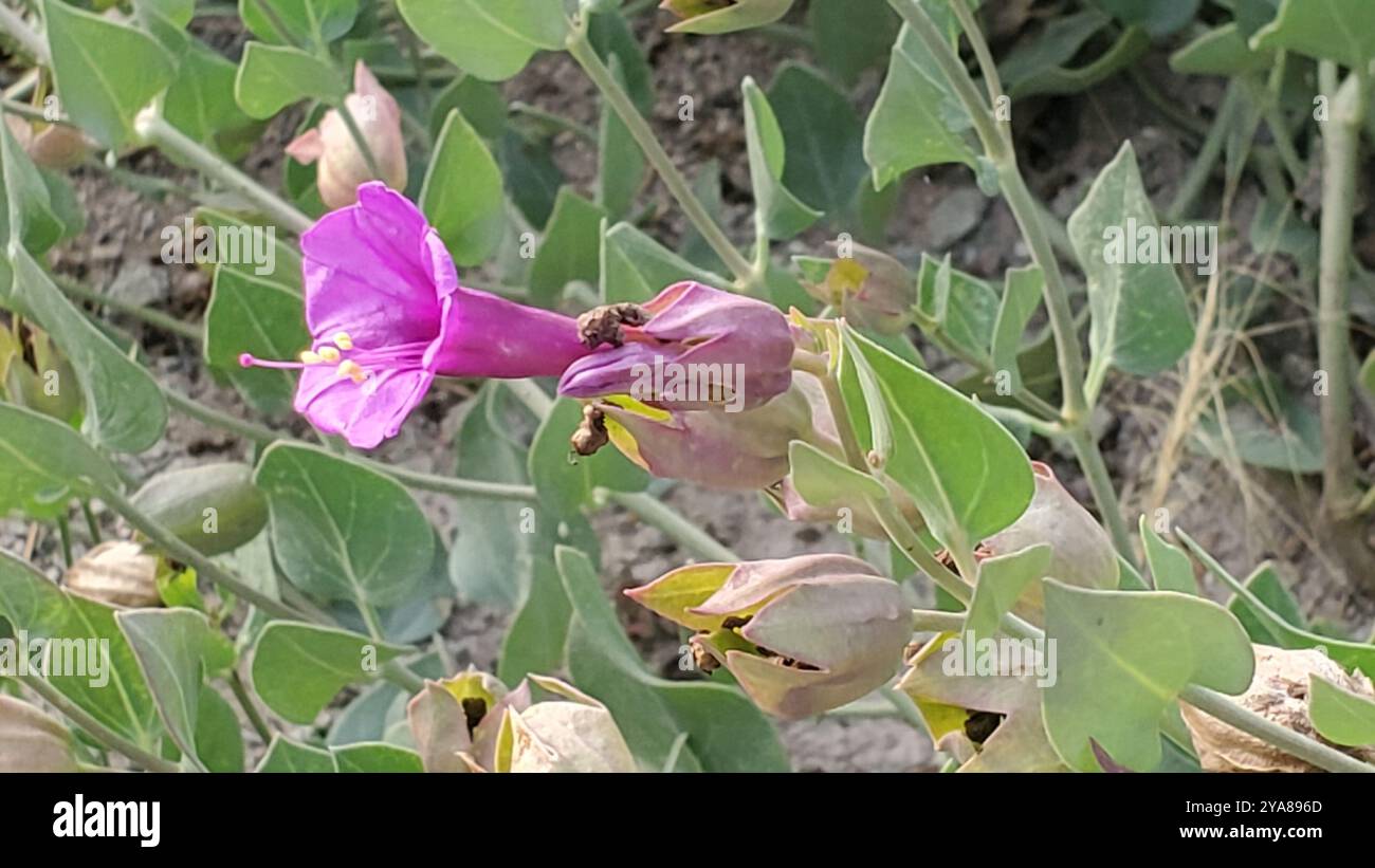 Colorado Four o'Clock (Mirabilis multiflora) Plantae Stock Photo - Alamy
