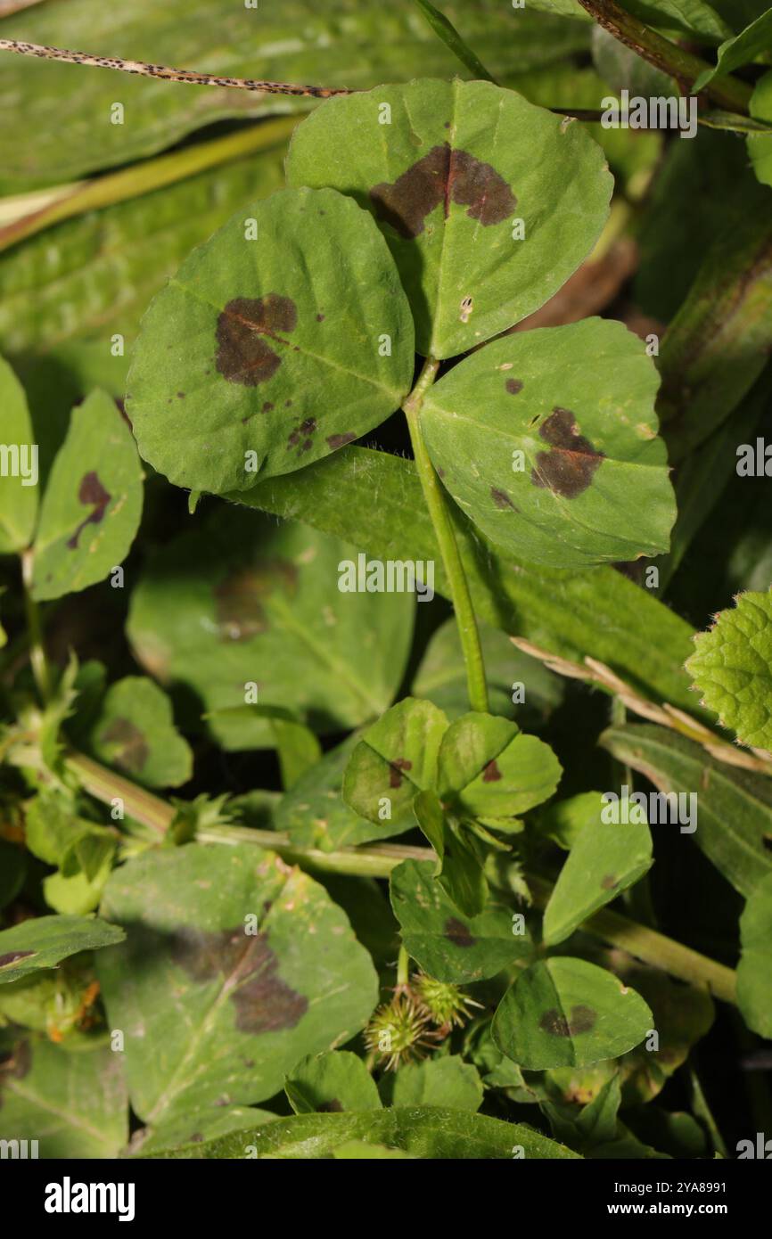 Spotted medick (Medicago arabica) Plantae Stock Photo - Alamy