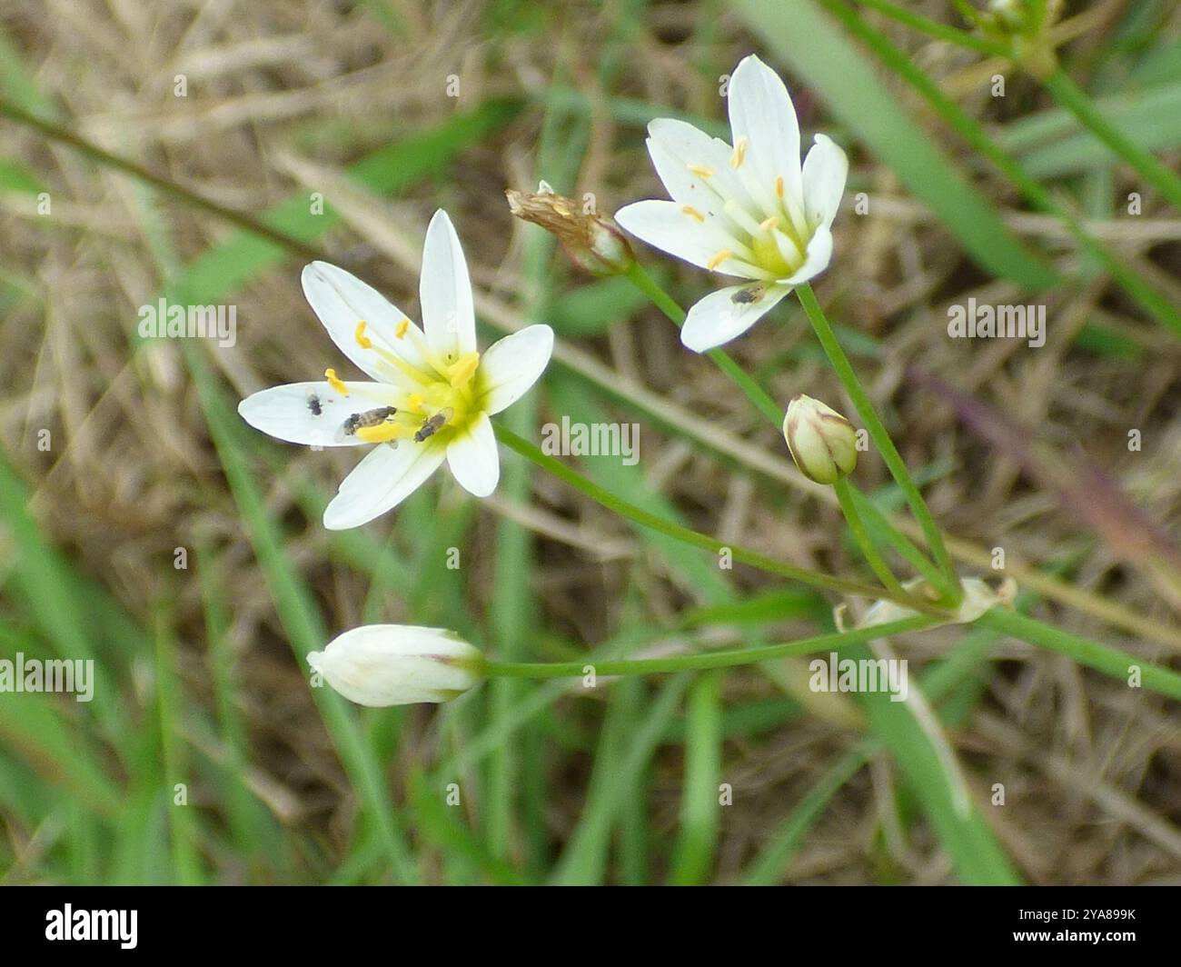 crowpoison (Nothoscordum bivalve) Plantae Stock Photo - Alamy