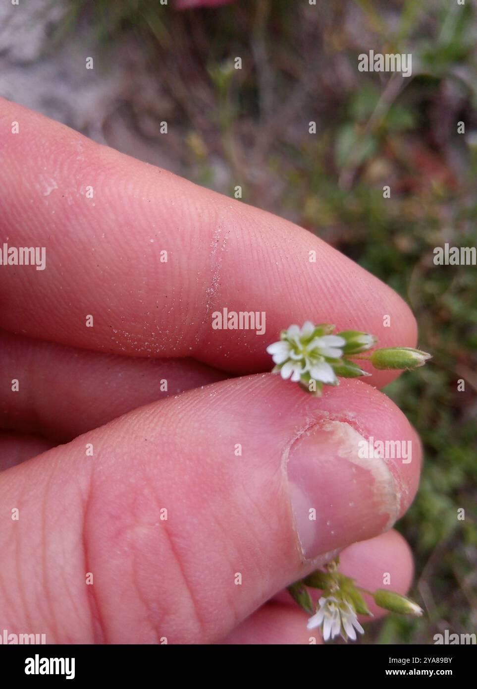 Mouse-ear Chickweeds (Cerastium) Plantae Stock Photo - Alamy