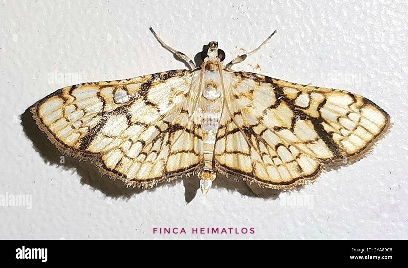Pearl Moths (Spilomelinae) Insecta Stock Photo - Alamy