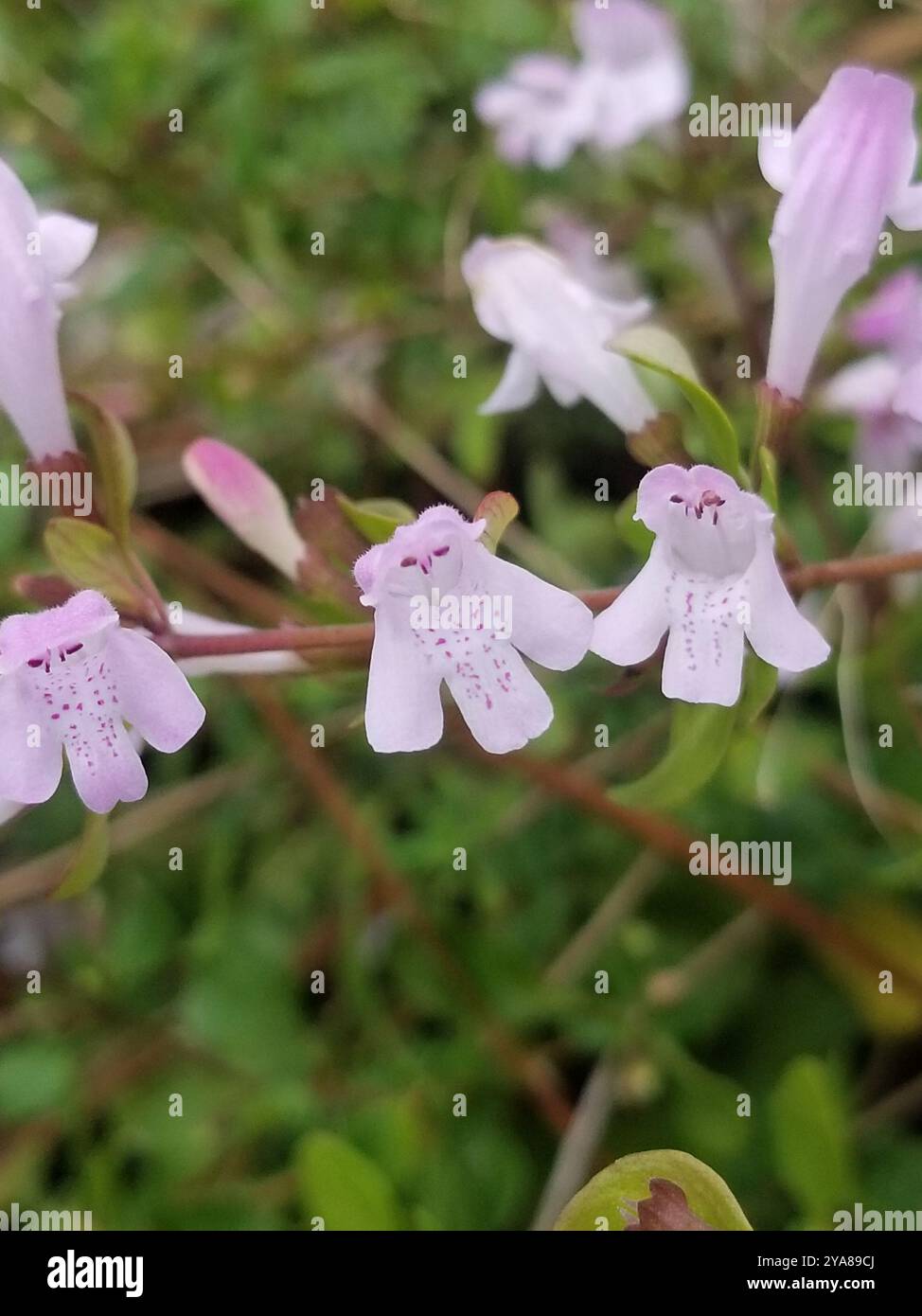 Georgia calamint (Clinopodium carolinianum) Plantae Stock Photo - Alamy