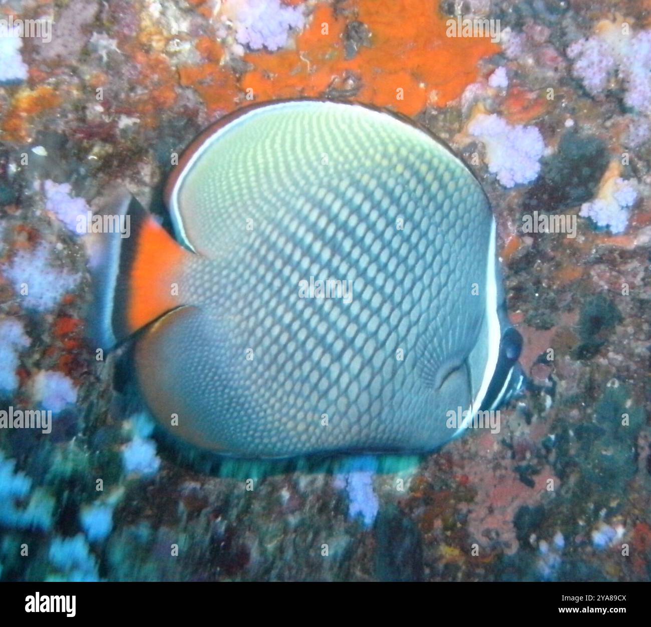 Red-tailed Butterflyfish (Chaetodon collare) Actinopterygii Stock Photo ...