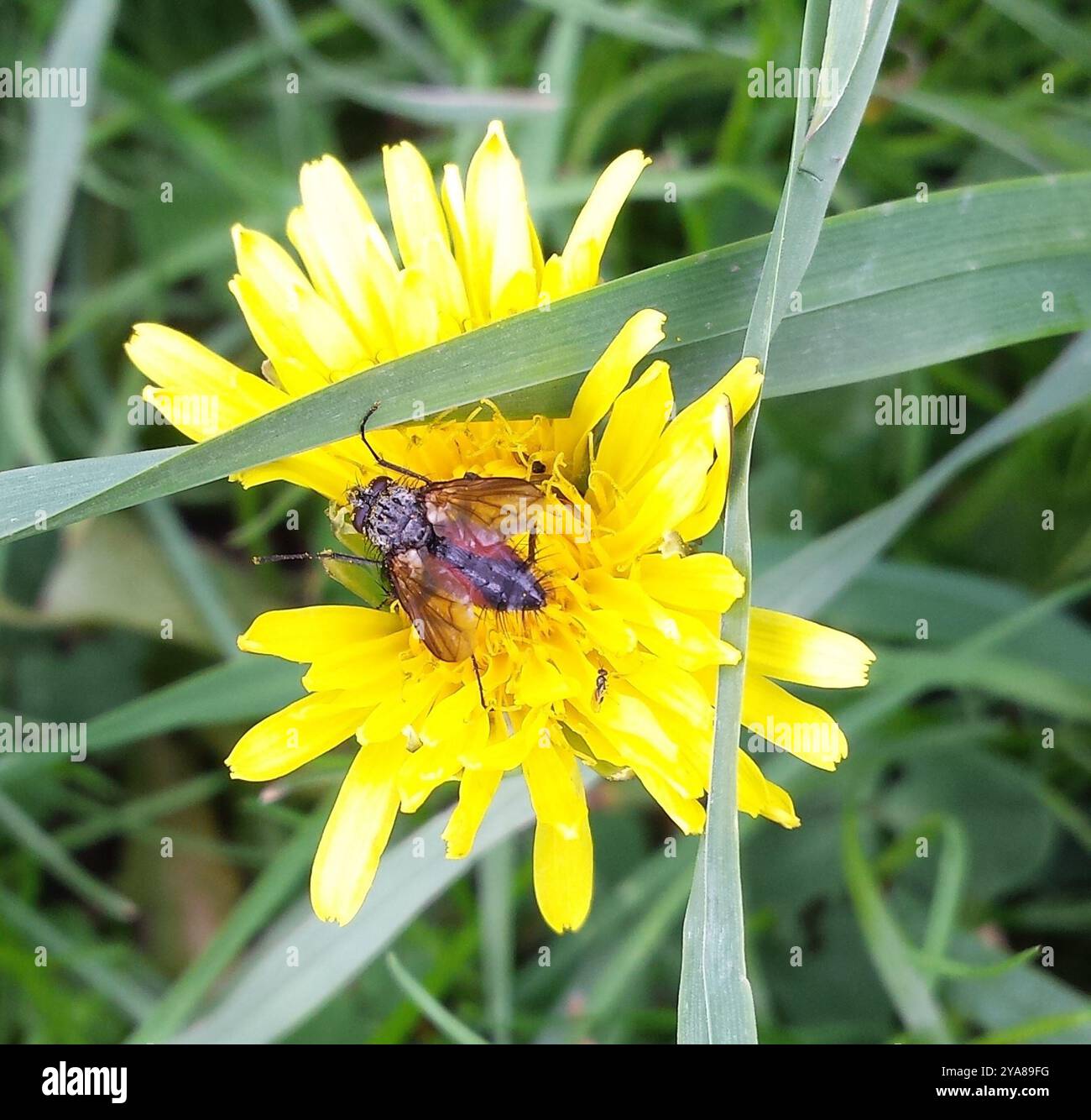 Red Spotted Parasite Fly (Eriothrix rufomaculata) Insecta Stock Photo ...