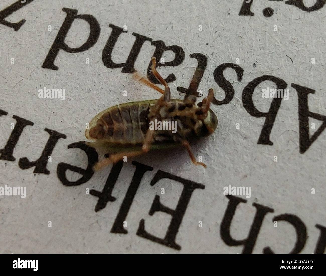 Tettigometra hi-res stock photography and images - Alamy