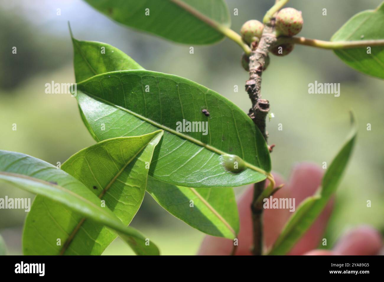 (Ficus pertusa) Plantae Stock Photo - Alamy