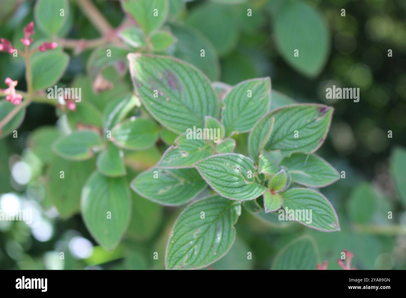Heterocentron hi-res stock photography and images - Alamy